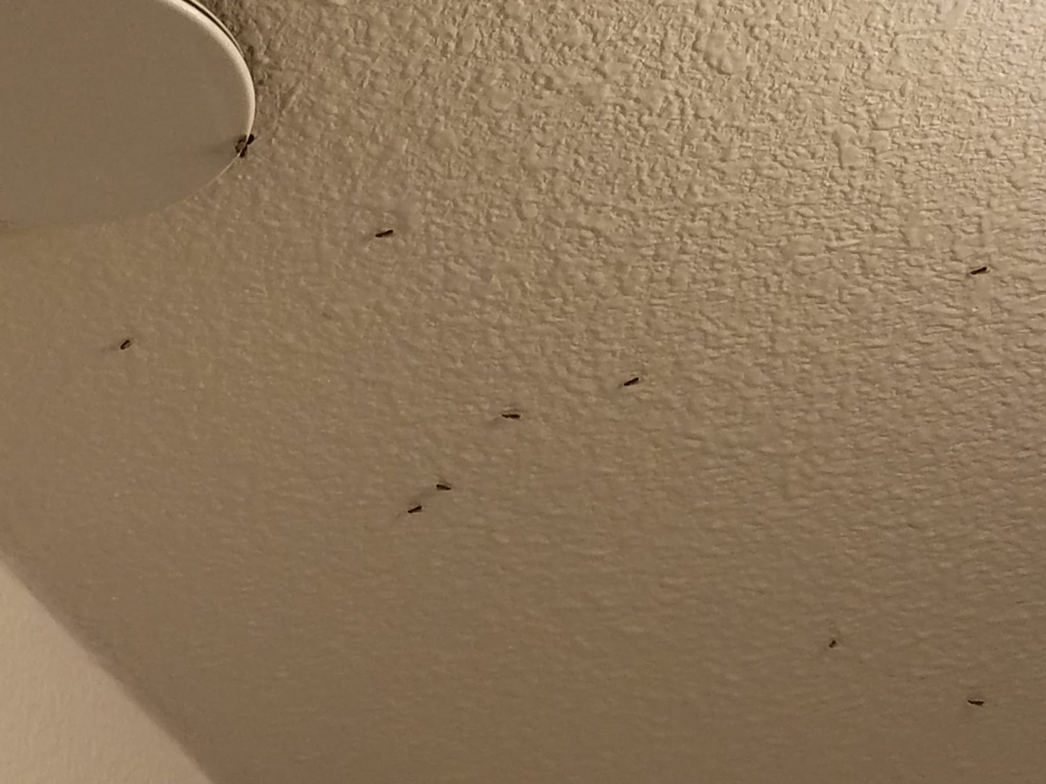 Dealing with Unwanted Guests: Tiny Black Bugs on Walls and Ceiling Dealing with Unwanted Guests: Tiny Black Bugs on Walls and Ceiling