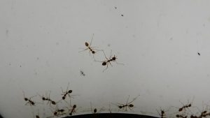 Understanding and Addressing Ants Coming From Ceiling Issues: Unveiling ...