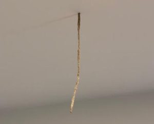 Understanding and Eliminating Termite Mud Tubes on Your Ceiling ...