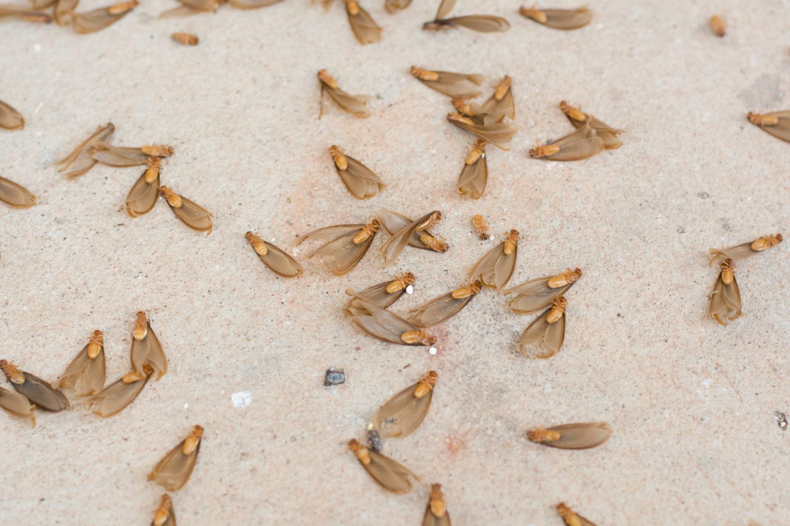 Termites Falling From Ceiling – Causes and Solutions: Unveiling an ...