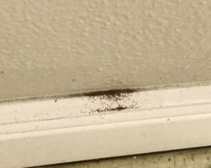 Understanding and Addressing the Issue of Termites on Ceiling: A ...
