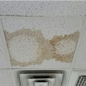 Mold in Ceiling Tile: Causes, Prevention, and Remediation